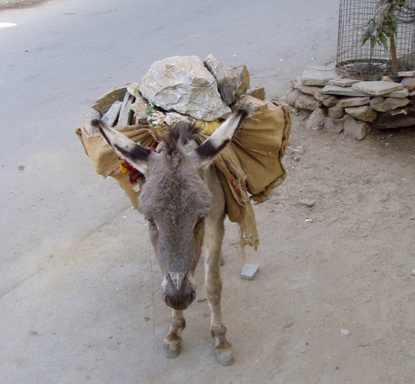 Is your job really donkey work? | BodhiSutra English speaking course